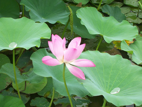 后台登陆_企业培训网-专业培训服务平台